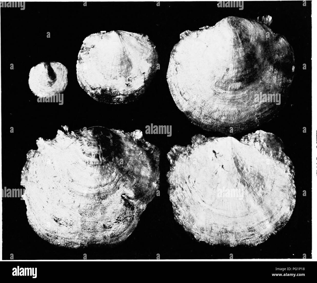 This report examines the marine life of Okhamandal in Kattiawar ...
