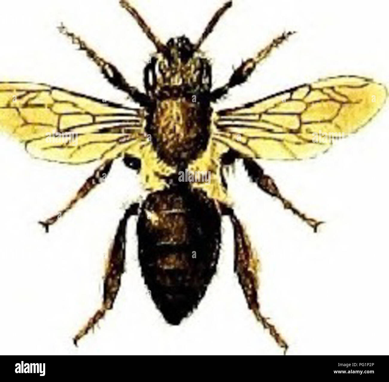 This work introduces the study of bees indigenous to the British Isles ...