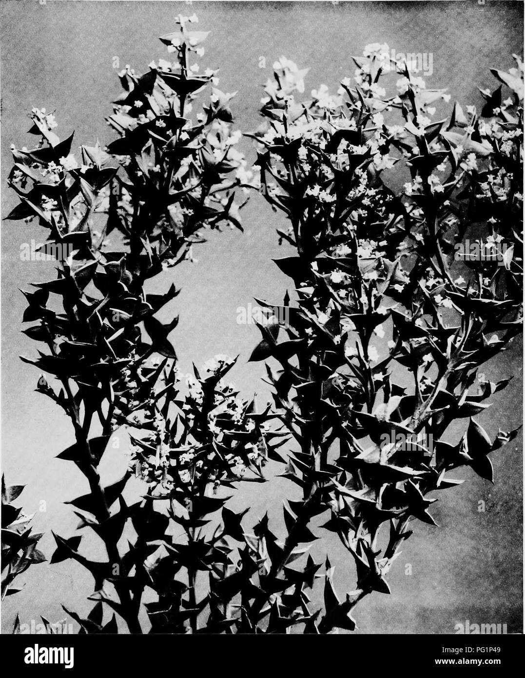 Illustration of Colletia cruciata, an ornamental shrub from the genus ...