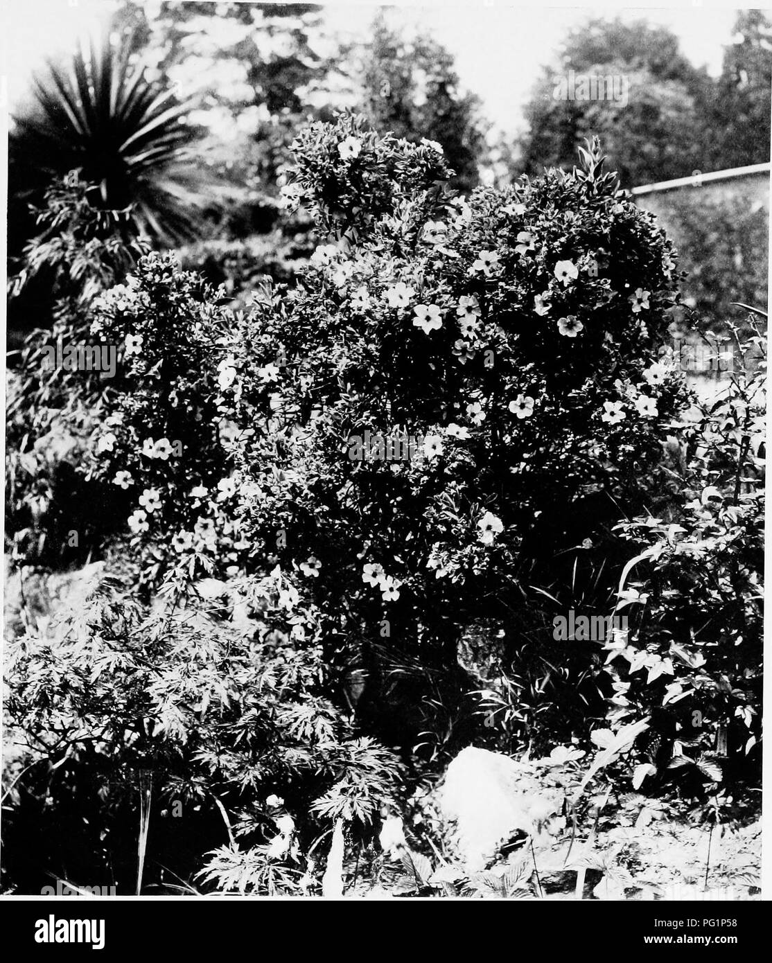 The image highlights a variety of ornamental shrubs from Eden ...