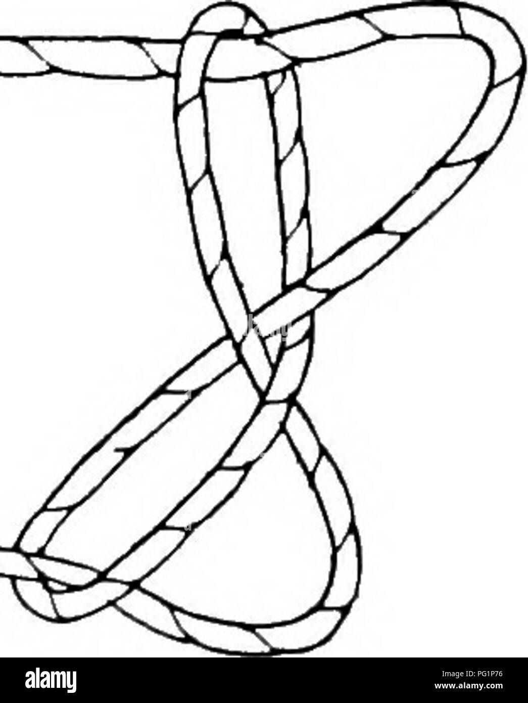 Ulnar loop hi-res stock photography and images - Alamy