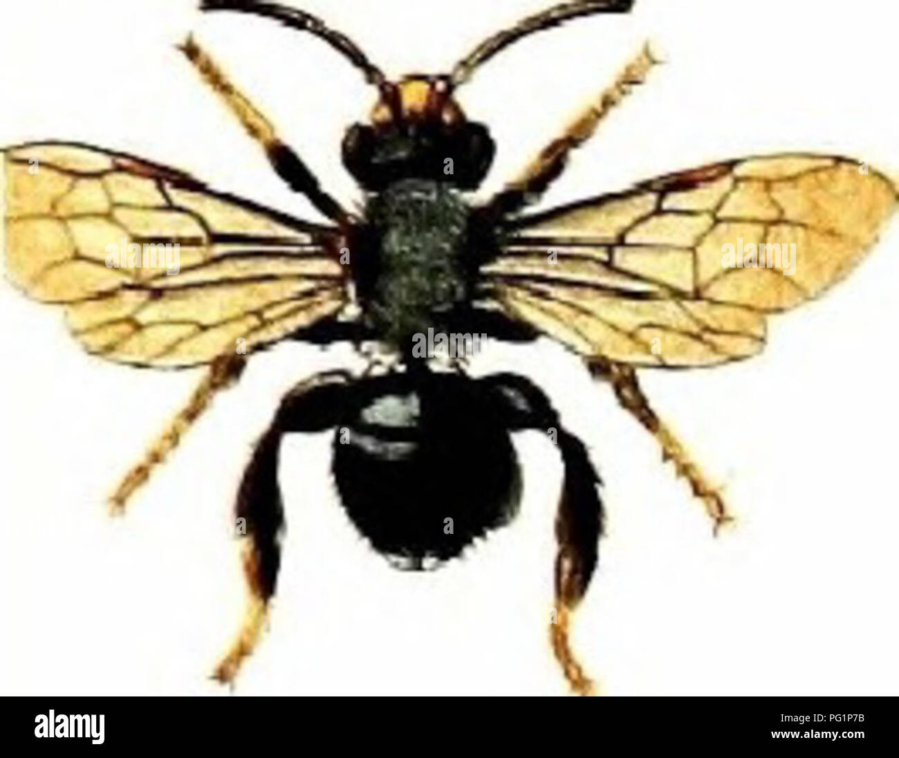 This guide covers the natural history and economic importance of ...
