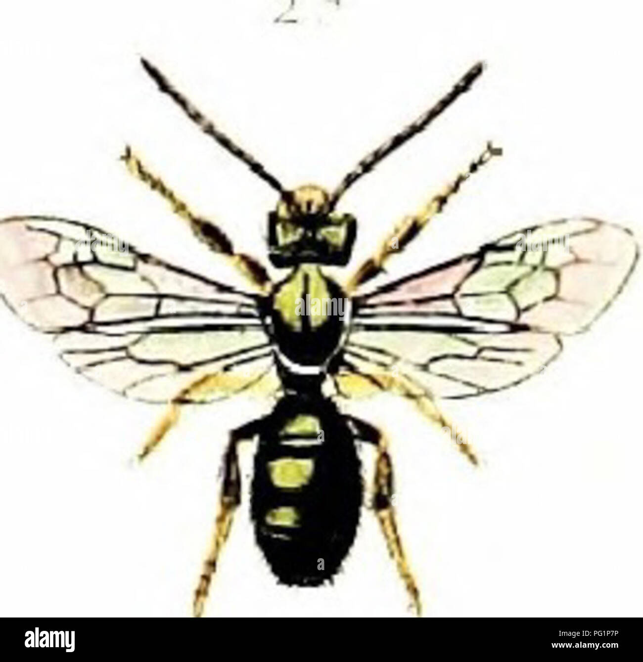 This text provides an introduction to the study of British bees ...