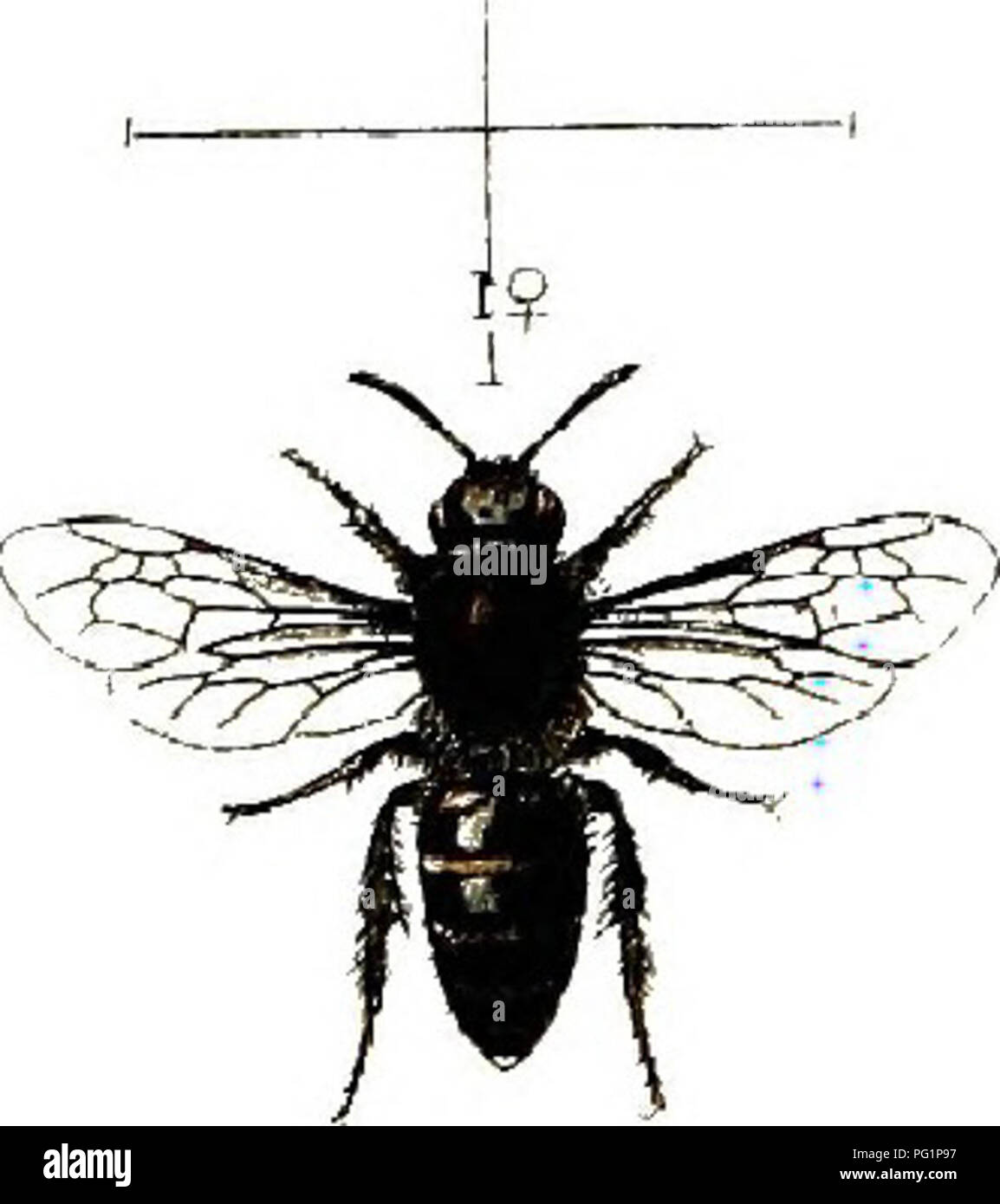 *British Bees* offers an in-depth look into the natural history and ...