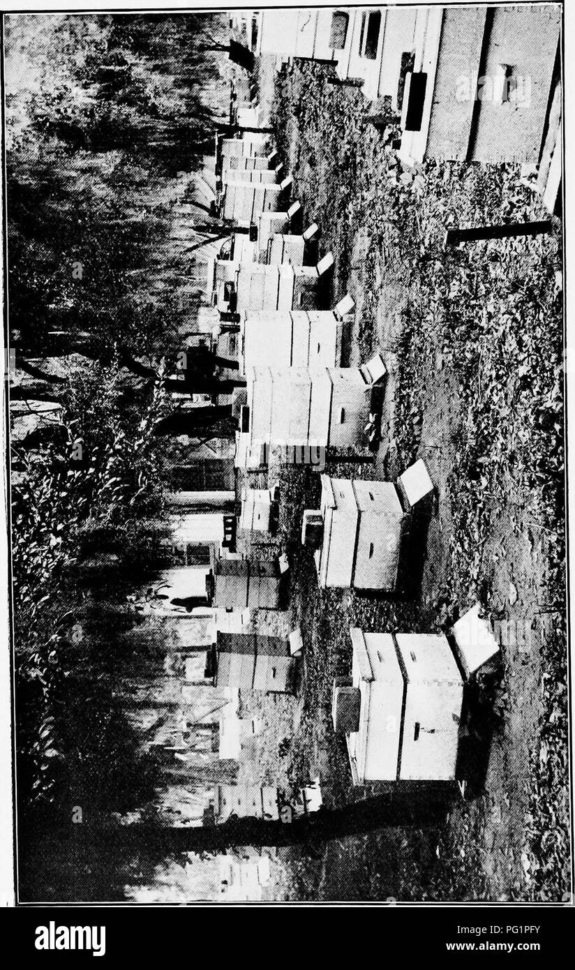 This study on Texas beekeeping explores methods for artificial hive ...