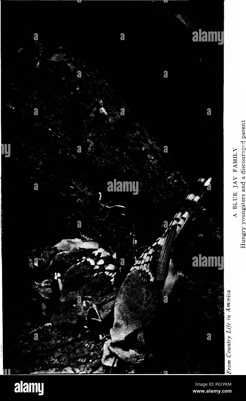 This book by Anna Botsford Comstock, Henry B. Lord, and Albert Hazen ...