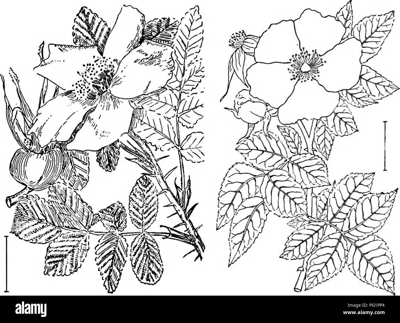 Single flowered forms hi-res stock photography and images - Alamy