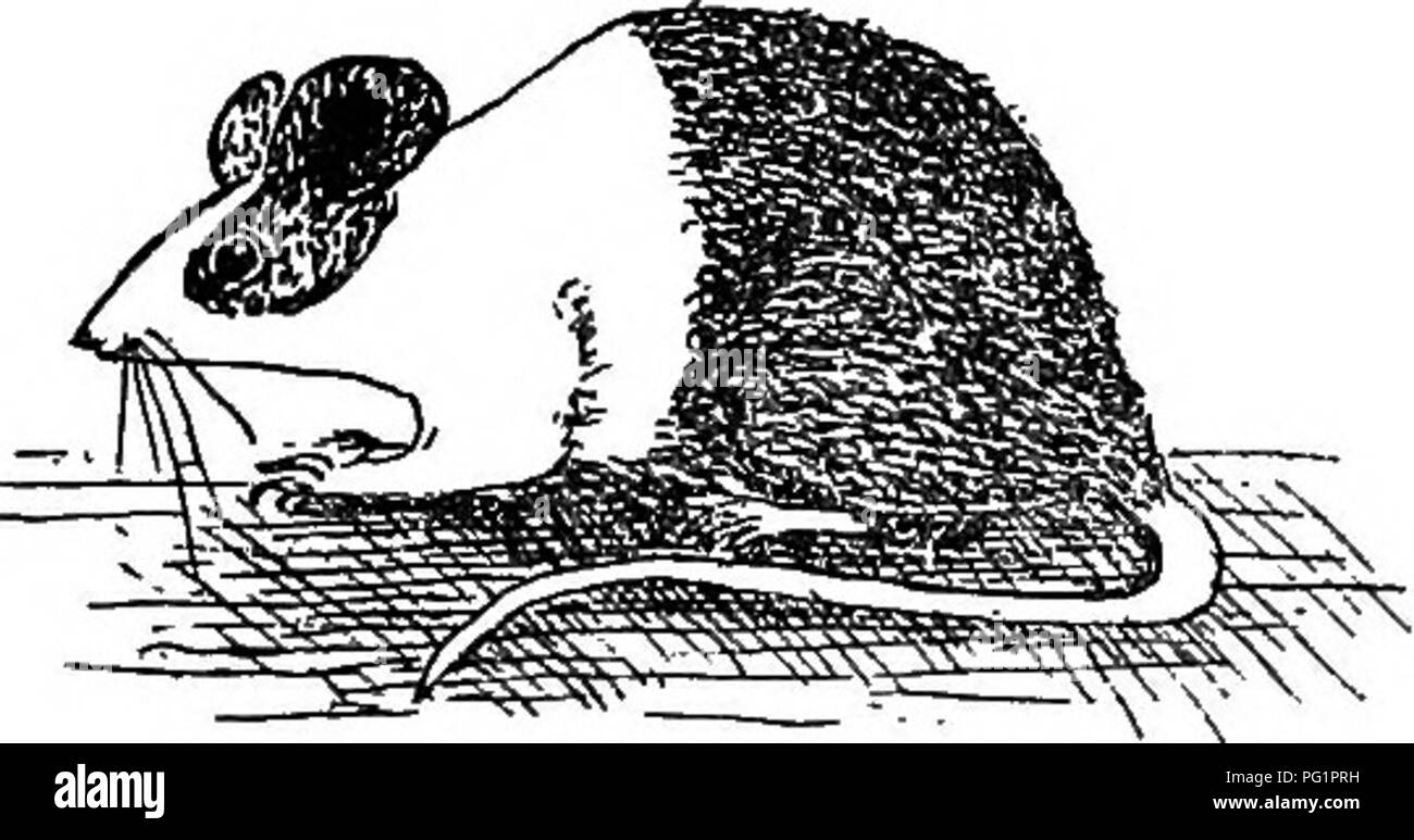 Albino white mouse Black and White Stock Photos & Images - Alamy