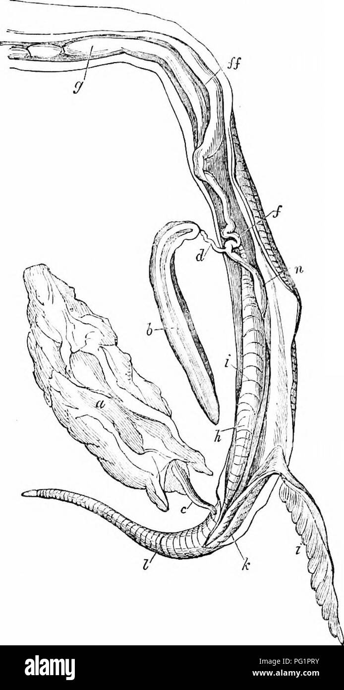 Vitel hi-res stock photography and images - Alamy