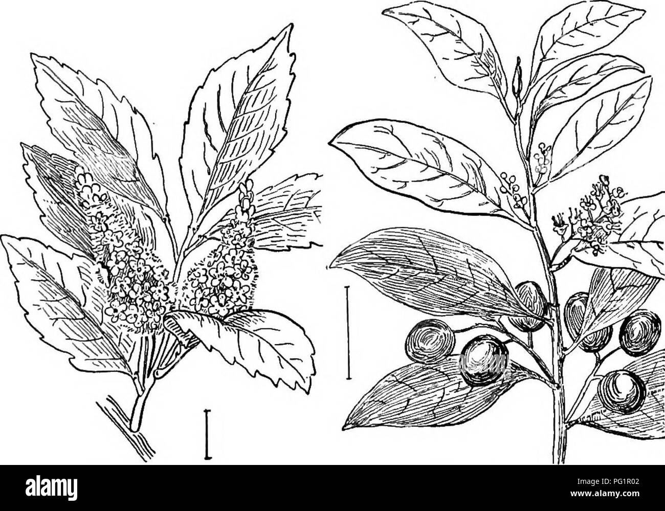 Bushy forms hi-res stock photography and images - Alamy