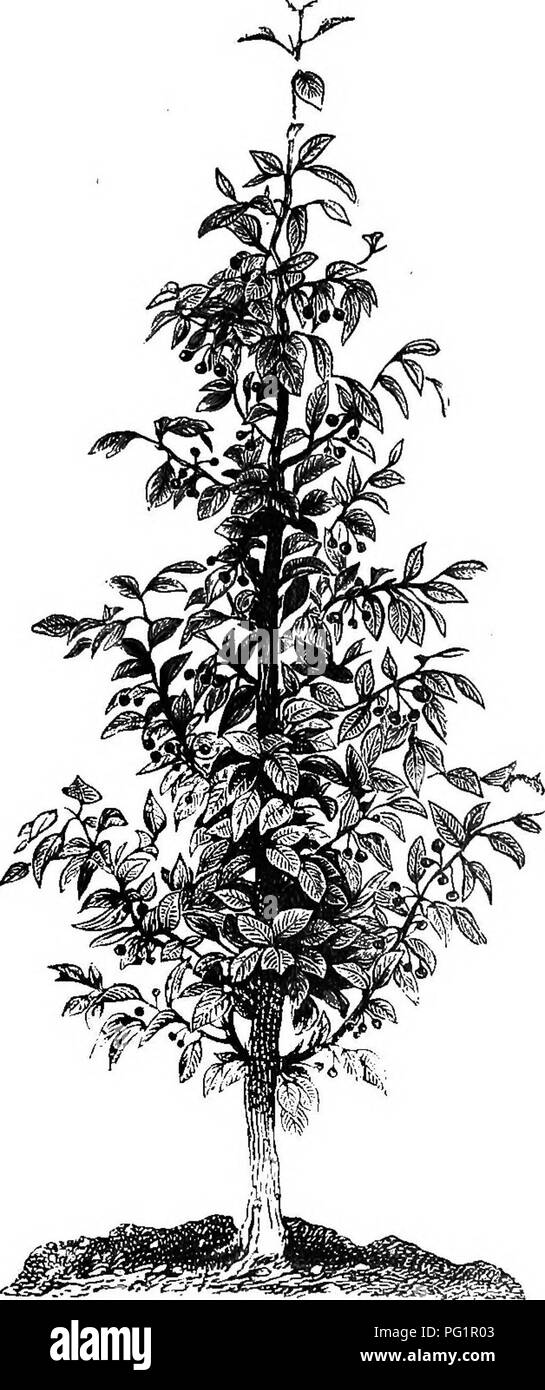 This 19th-century horticultural text discusses the cultivation of ...