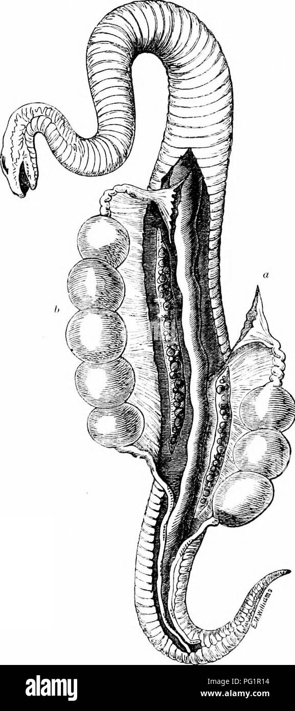 This work provides a comparative anatomical study of vertebrates ...