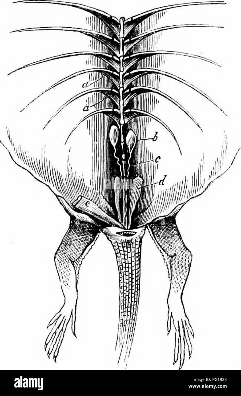 Evolutionary adaptations of lizards hi-res stock photography and images ...