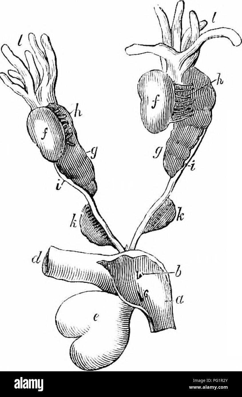 . On the anatomy of vertebrates. Vertebrates; Anatomy, Comparative ...