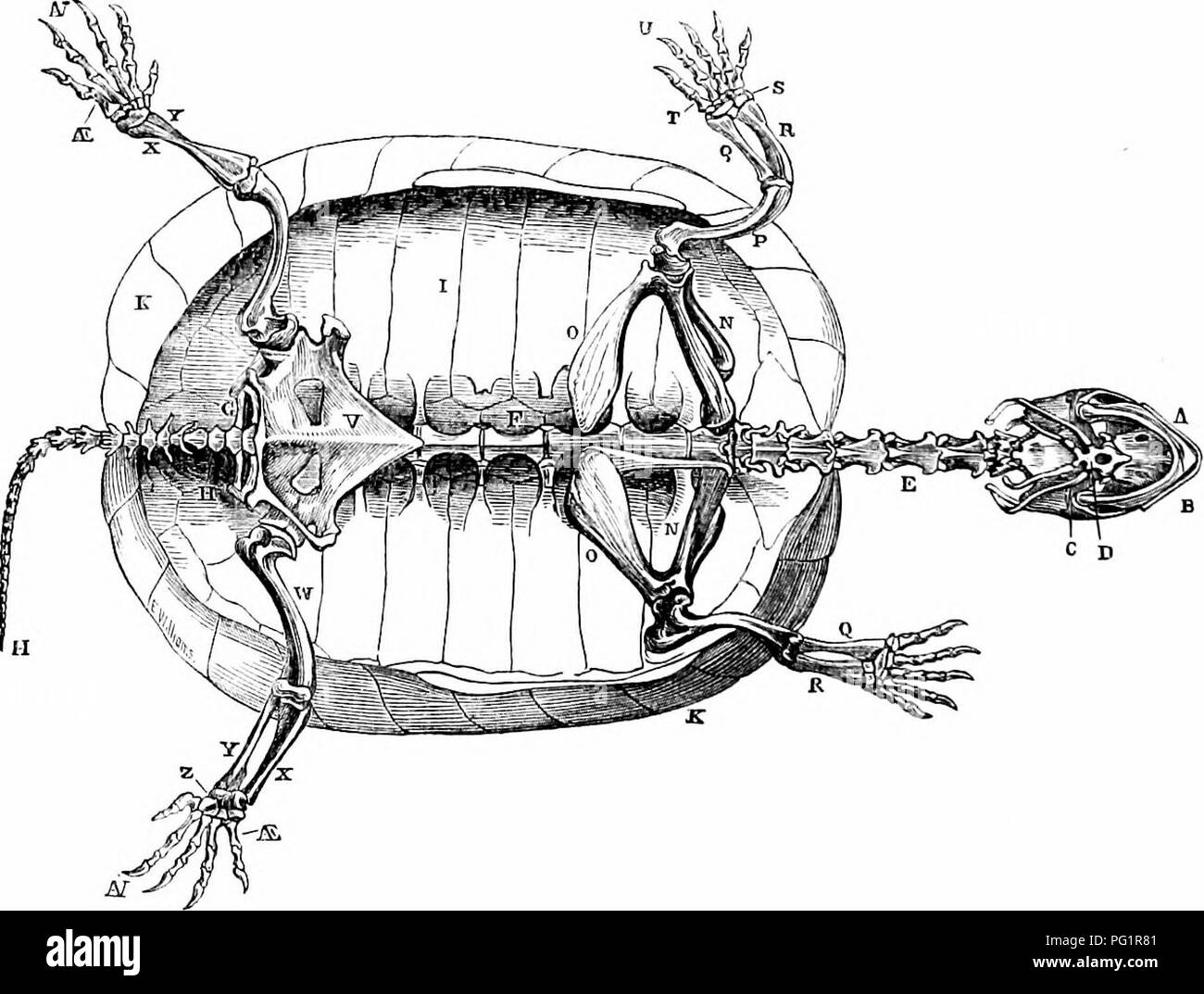 This illustration from 'On the Anatomy of Vertebrates' compares the ...