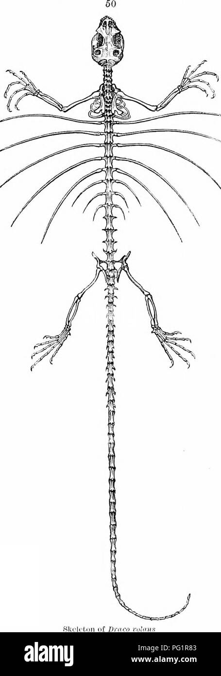 A study of vertebrate anatomy, discussing vertebral column structures ...