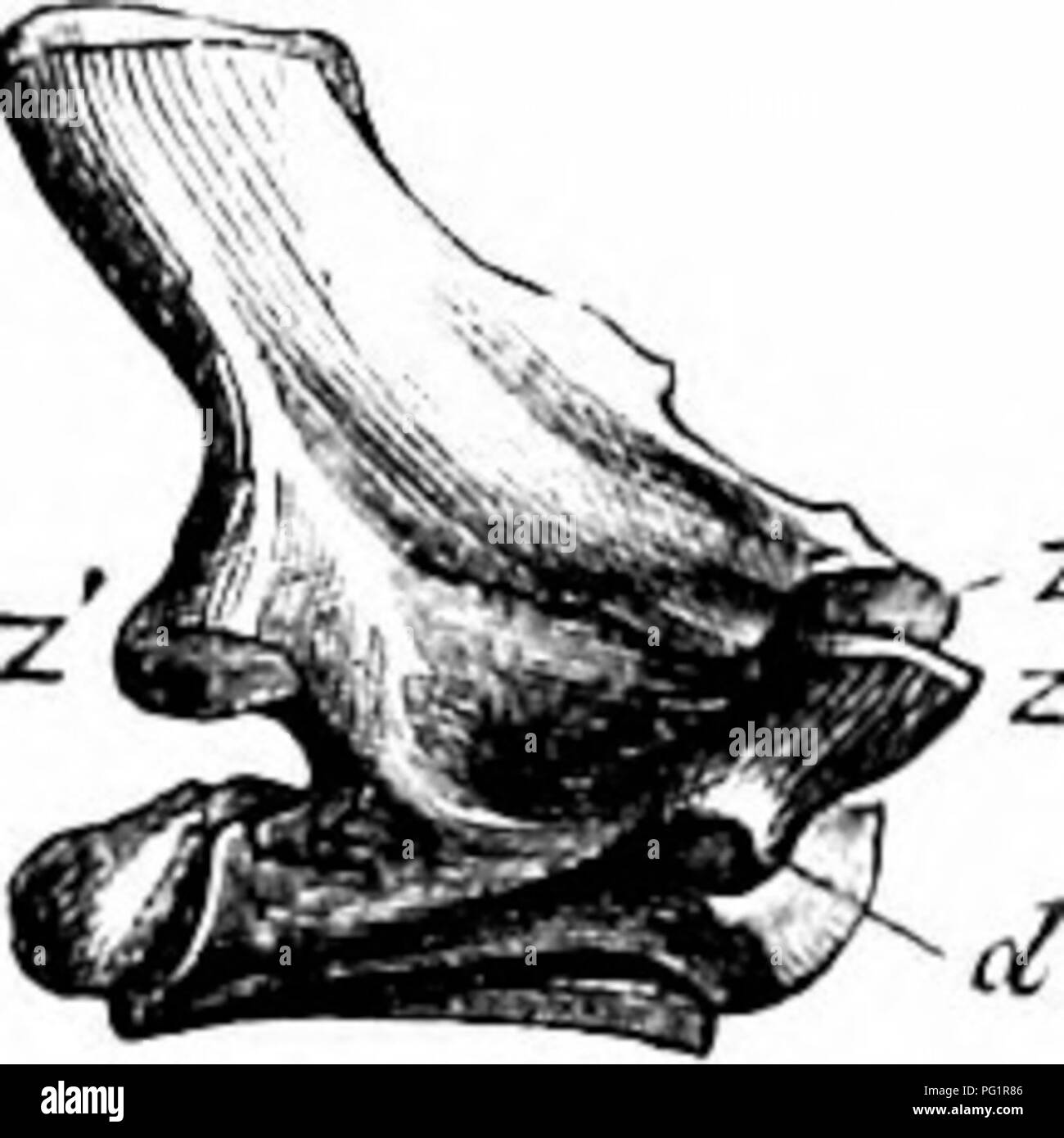 Hypapophyses hi-res stock photography and images - Alamy