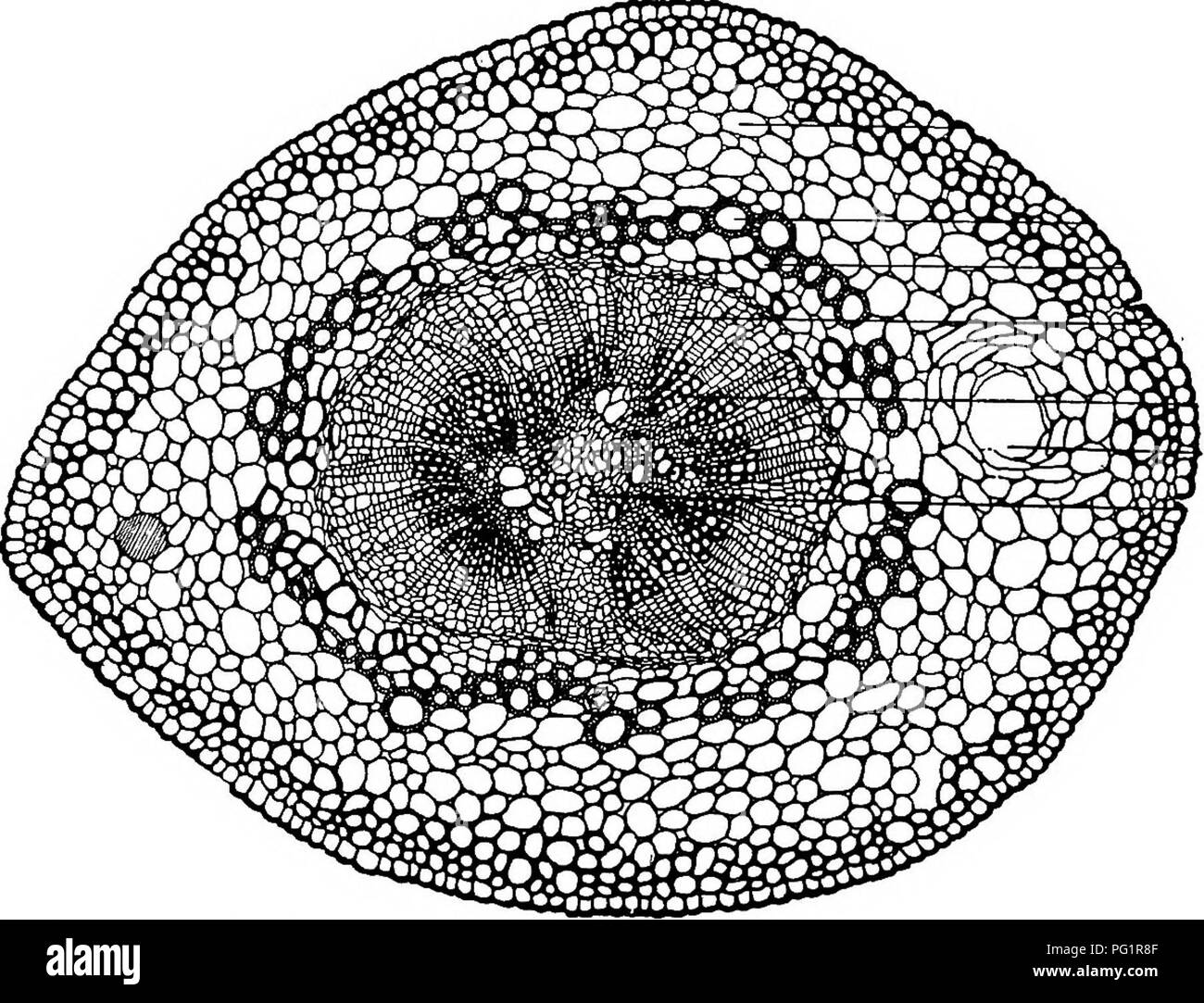 A scientific study on the structure and development of gymnosperms ...