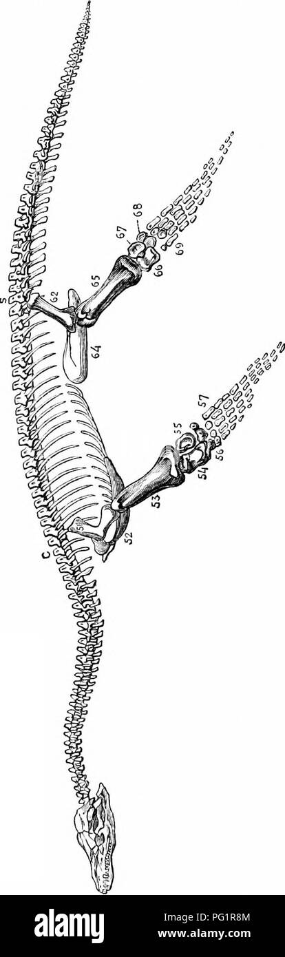 This image from a 1866 text on vertebrate anatomy highlights specific ...