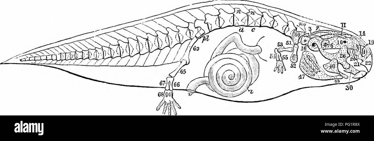 . On the anatomy of vertebrates. Vertebrates; Anatomy, Comparative ...