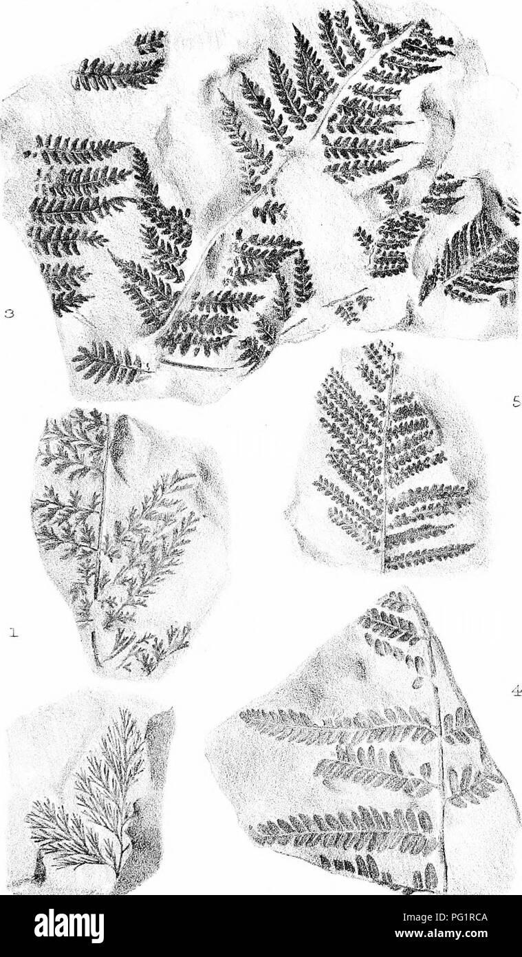 This catalogue provides a comprehensive list of Mesozoic plants ...