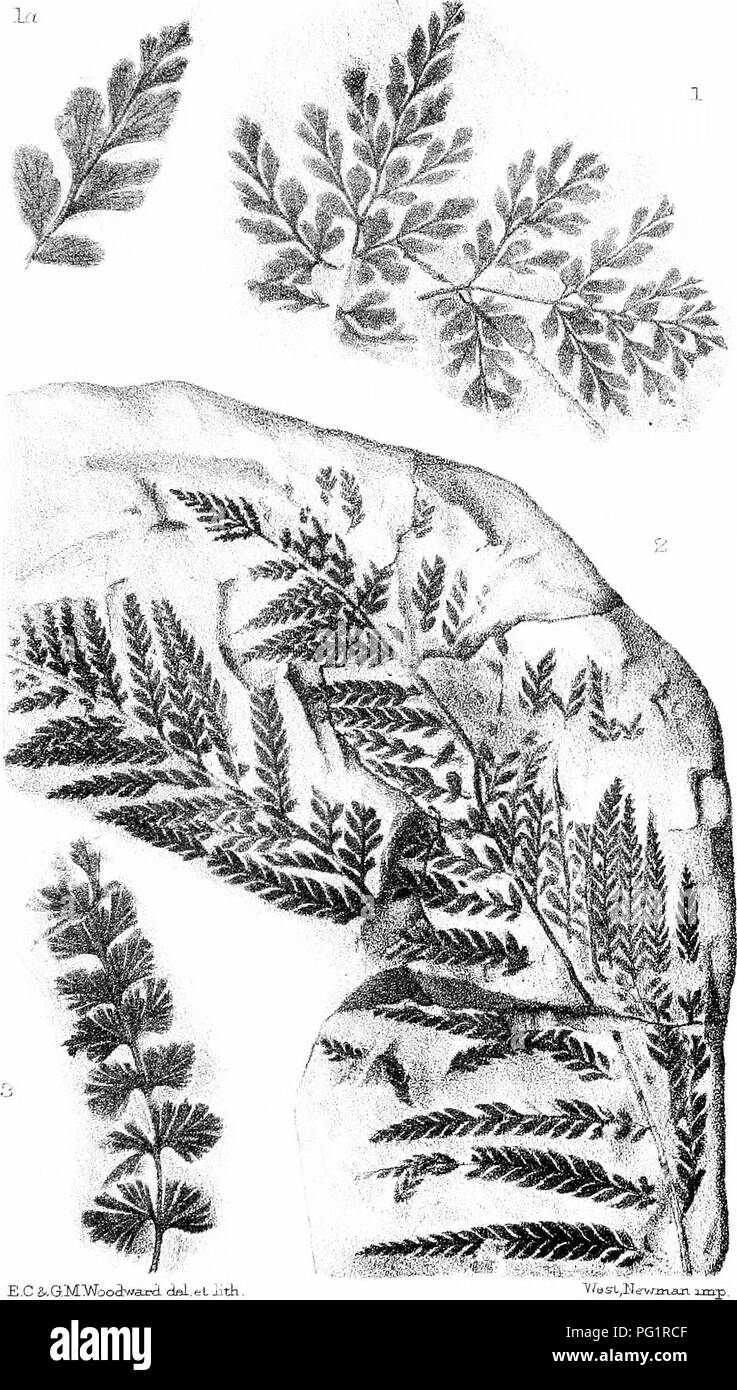This catalog from the British Museum documents Mesozoic plants ...