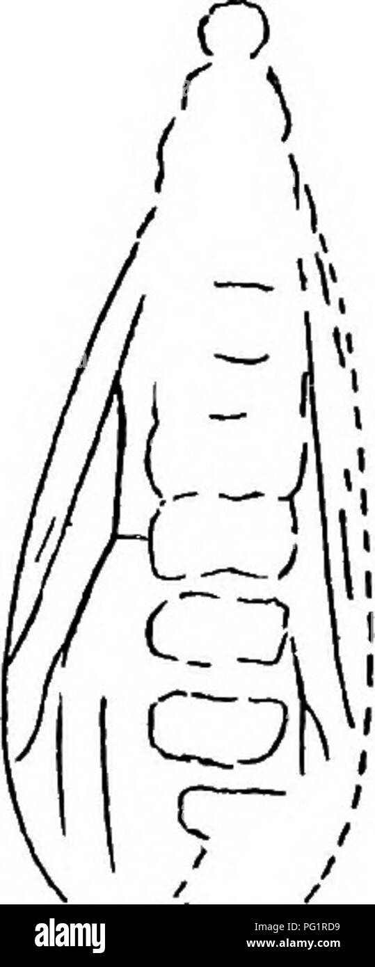 Half Breadth High Resolution Stock Photography and Images - Alamy