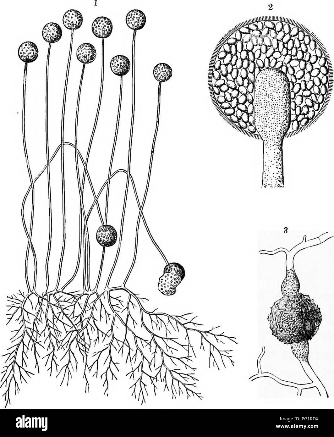 This botanical work covers the natural history of plants, focusing on ...