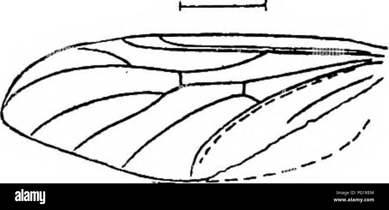 This paleontological illustration features a detailed representation of ...