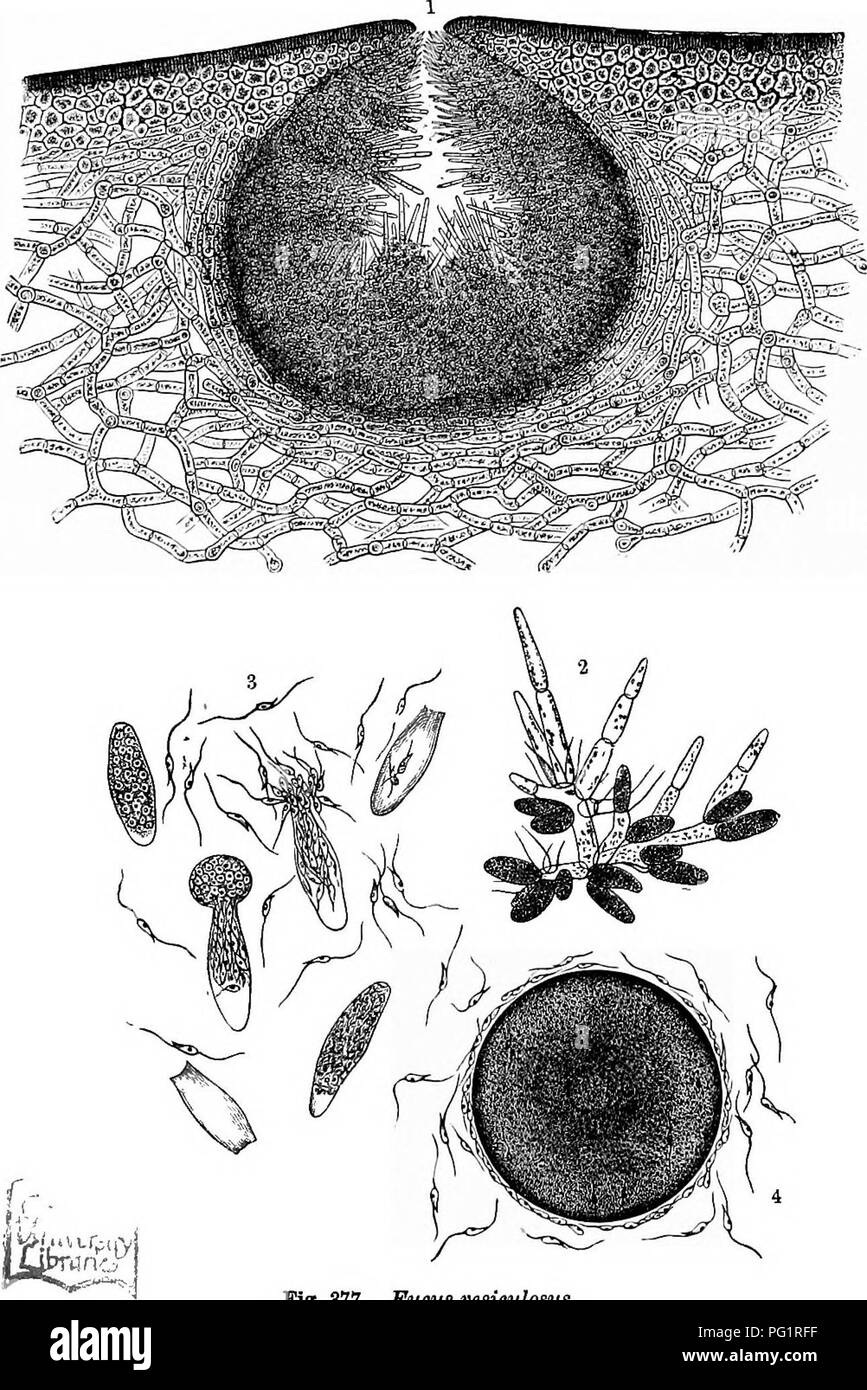 Fucus Microscope Labelled