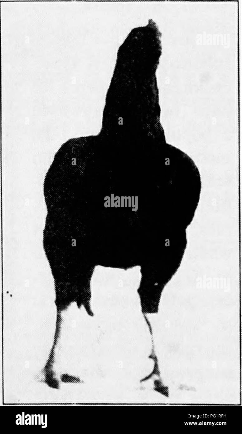 The Cornish Indian Game hen, often associated with poultry culture, was ...