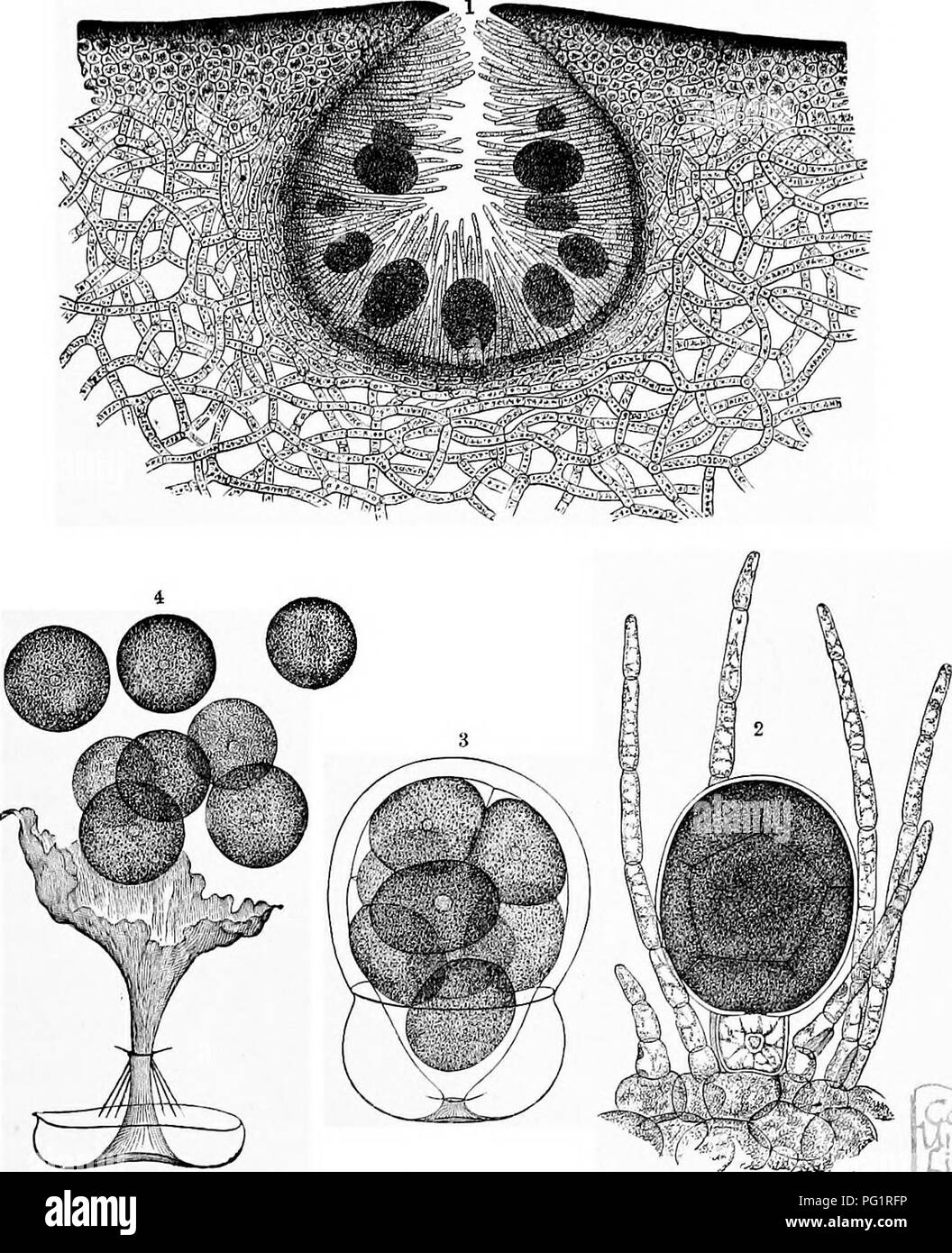 A comprehensive study of plant life, focusing on their forms, growth ...