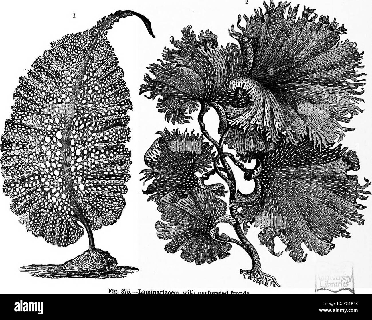 . The natural history of plants, their forms, growth, reproduction, and ...