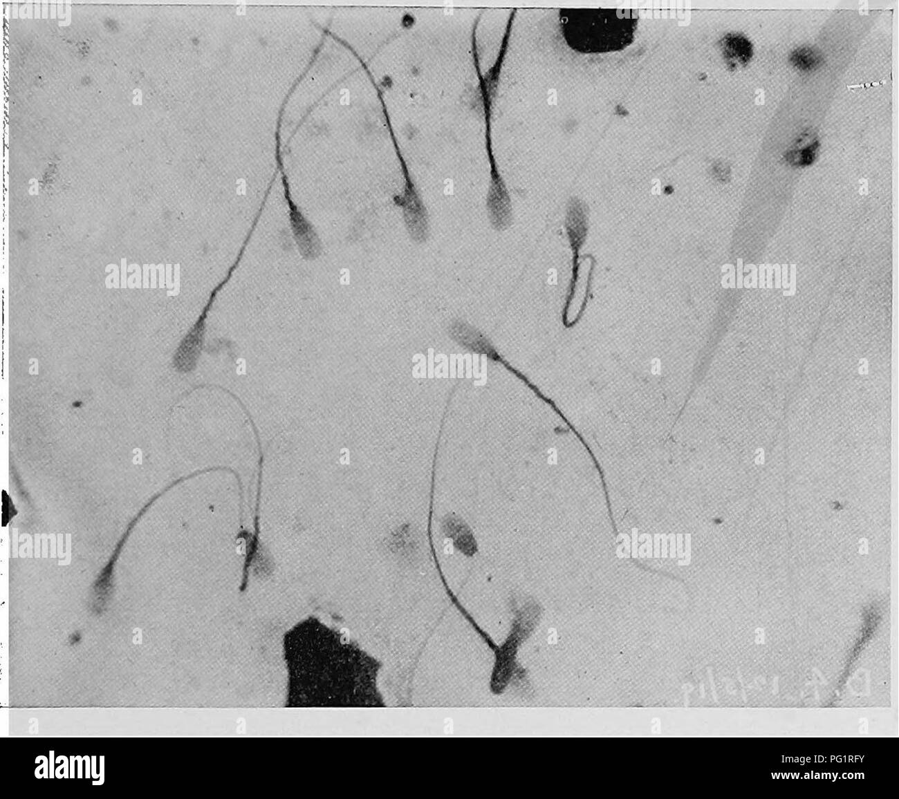 Non motile hi-res stock photography and images - Alamy