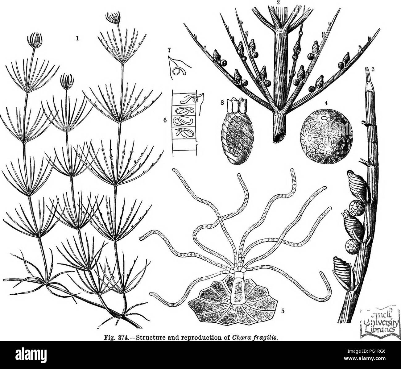 This detailed work on plant biology explores the forms, growth ...