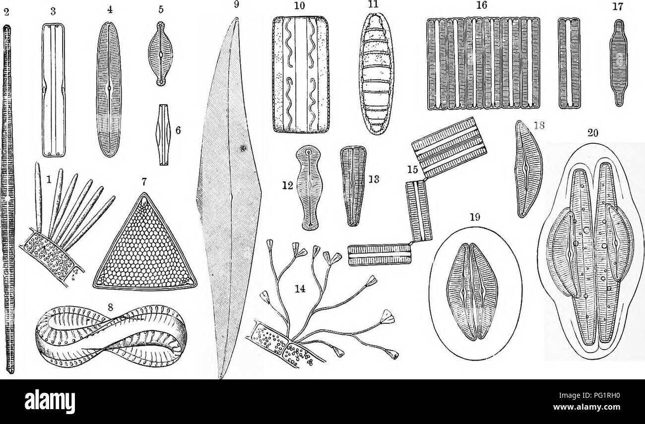 This detailed work on plant natural history examines plant forms ...