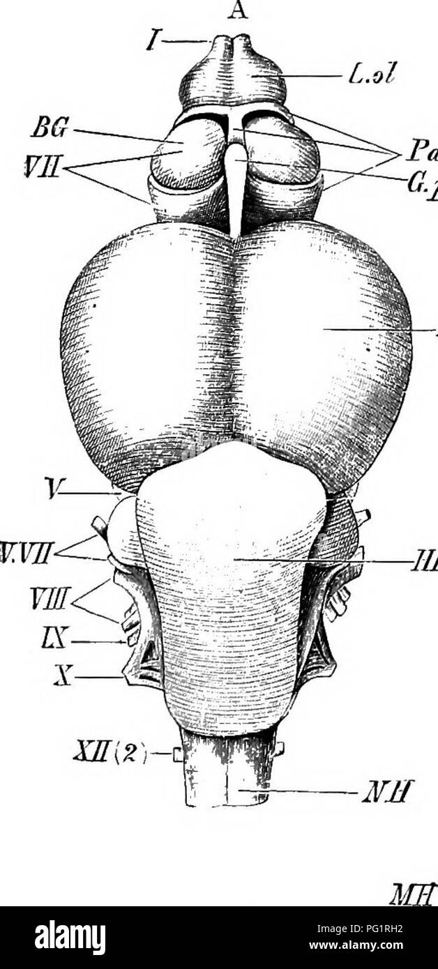 . Elements of the comparative anatomy of vertebrates. Anatomy ...