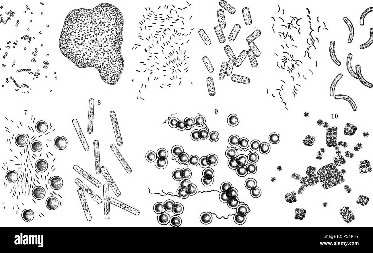 Microbiology plants bacteria Black and White Stock Photos & Images - Alamy