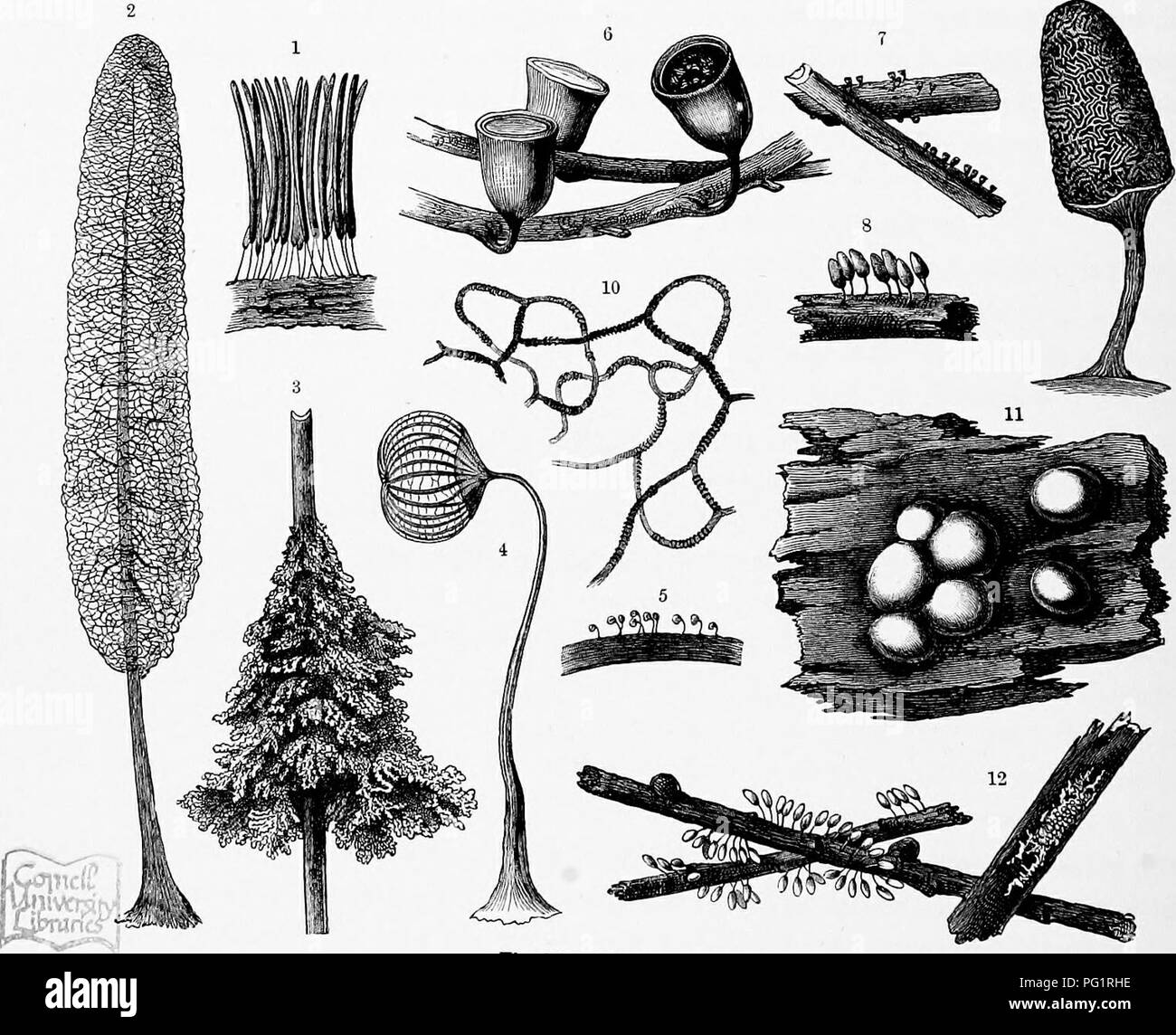 This comprehensive work discusses the natural history of plants ...