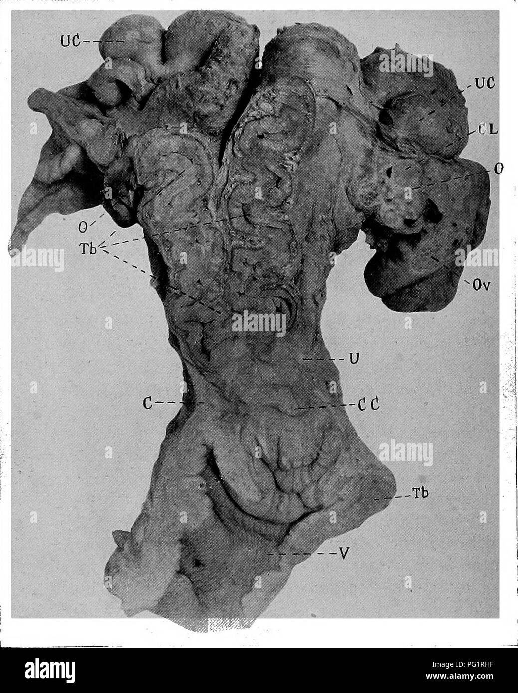 This veterinary medical text discusses the diseases affecting the ...