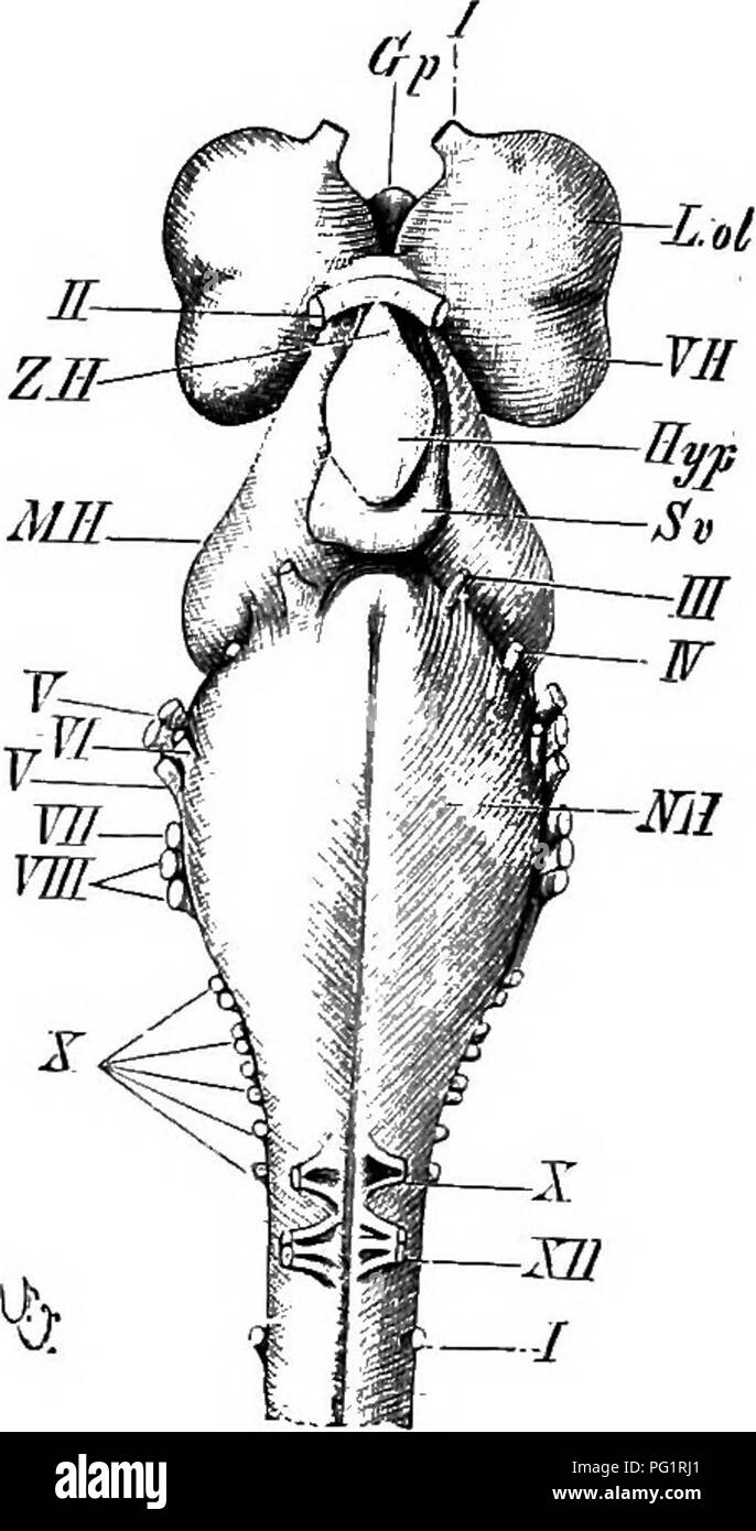 This Work On The Comparative Anatomy Of Vertebrates Provides An In This Work On The Comparative Anatomy Of Vertebrates Provides An In