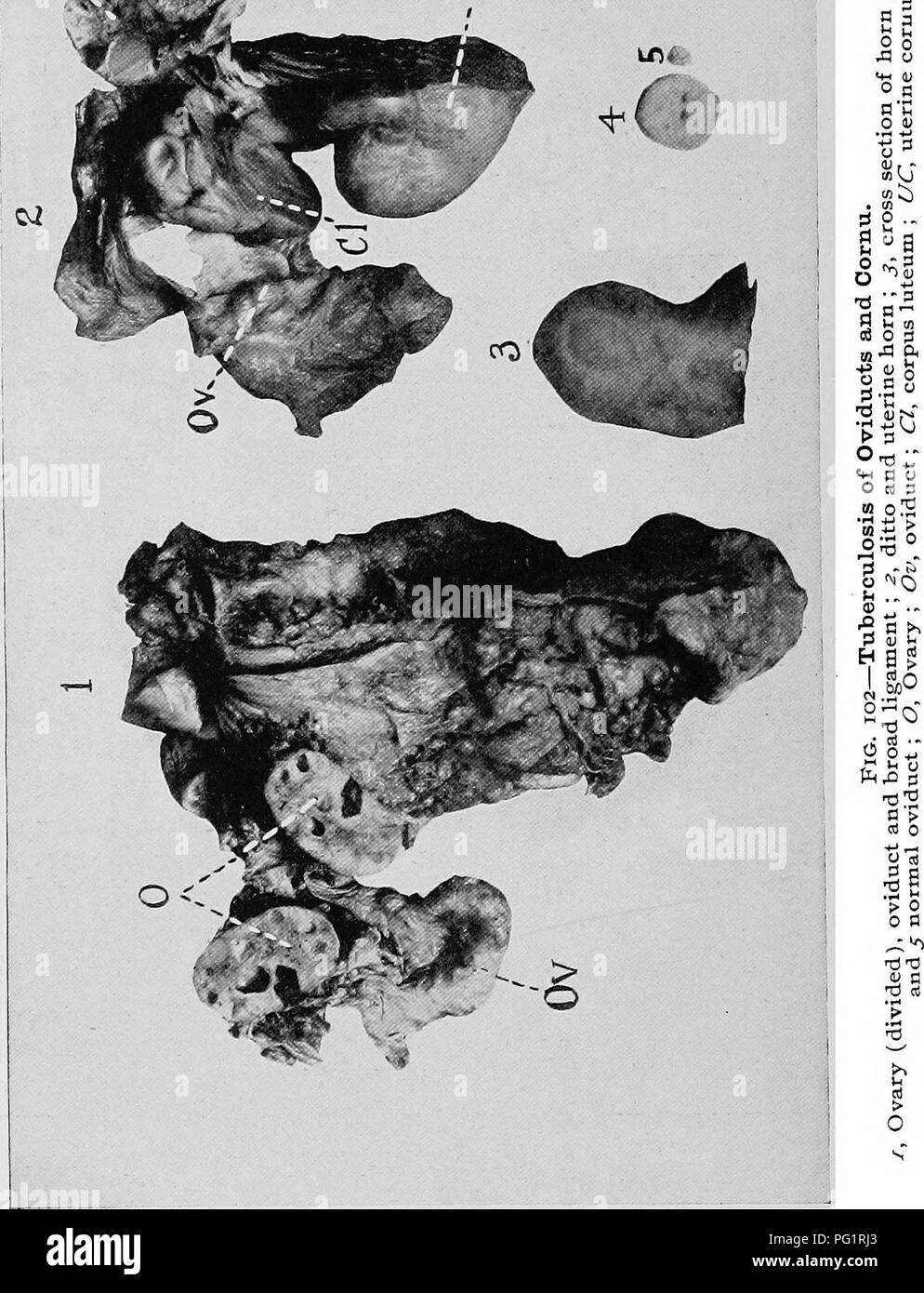 This work provides an overview of the common diseases affecting the ...