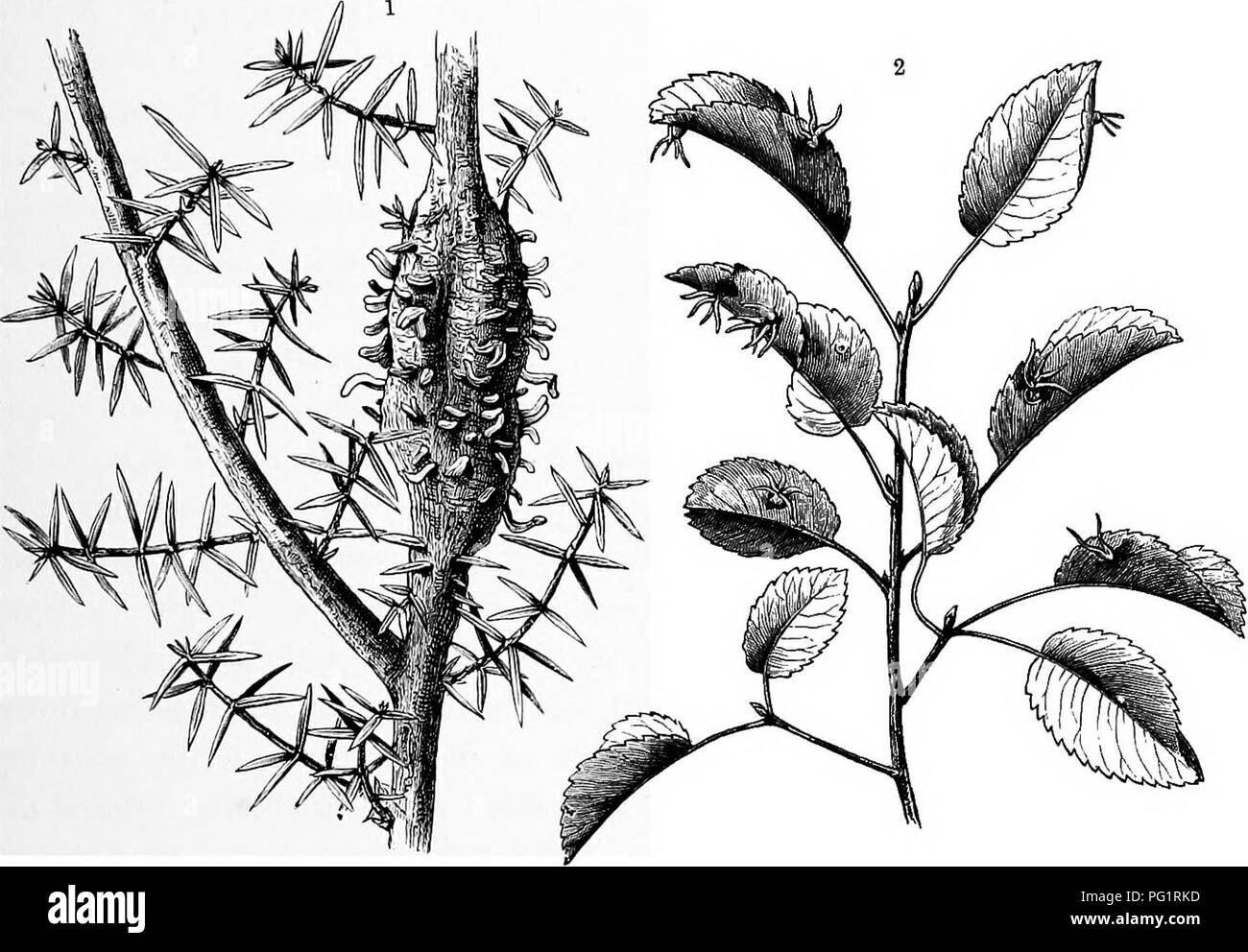 This work explores the growth, forms, and reproductive processes of ...