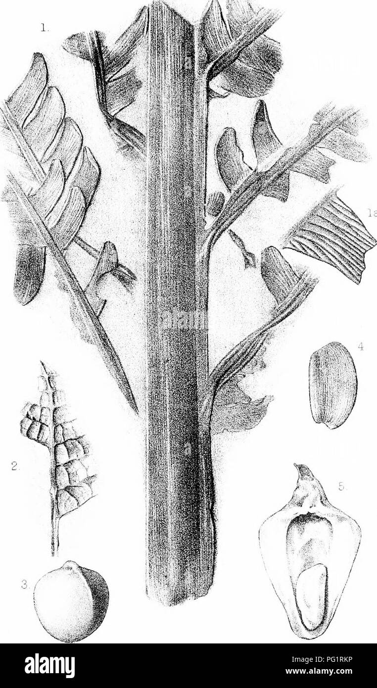 This catalog features a detailed examination of Mesozoic plants from ...