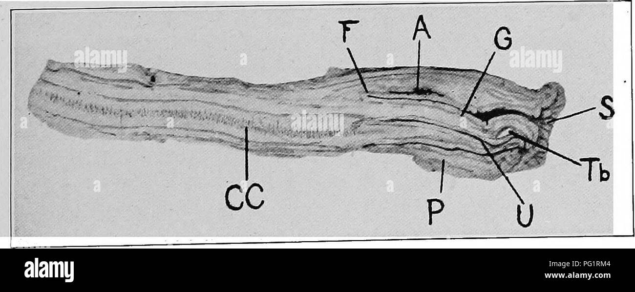 This work discusses the rupture of the prepuce in domestic animals ...