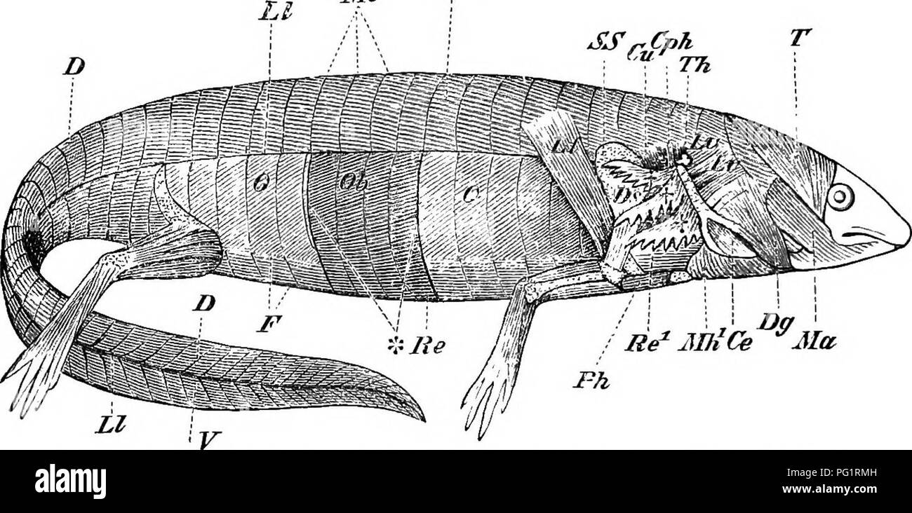 This image illustrates the comparative anatomy of vertebrates ...
