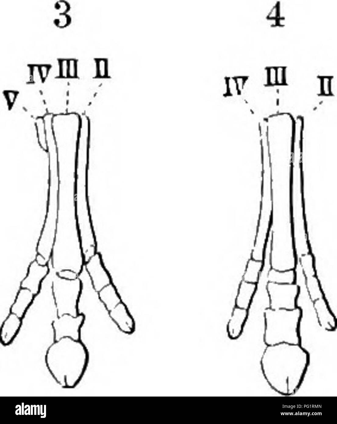 Evolution of foot structure Black and White Stock Photos & Images - Alamy