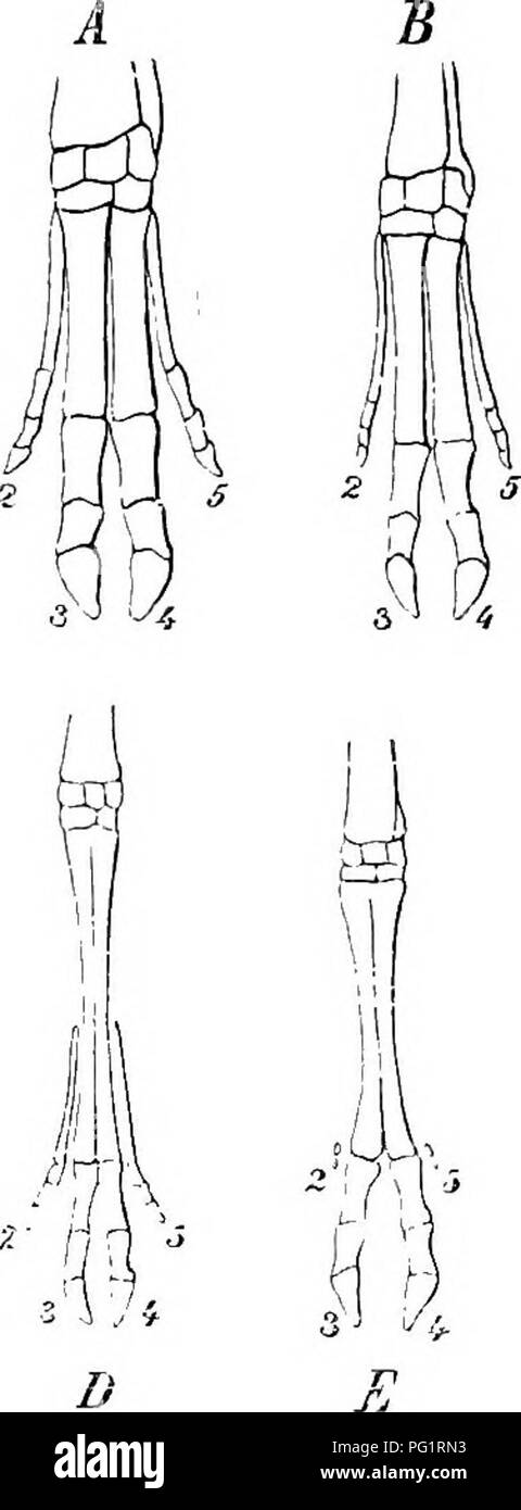 This illustration from comparative anatomy explores the evolutionary ...