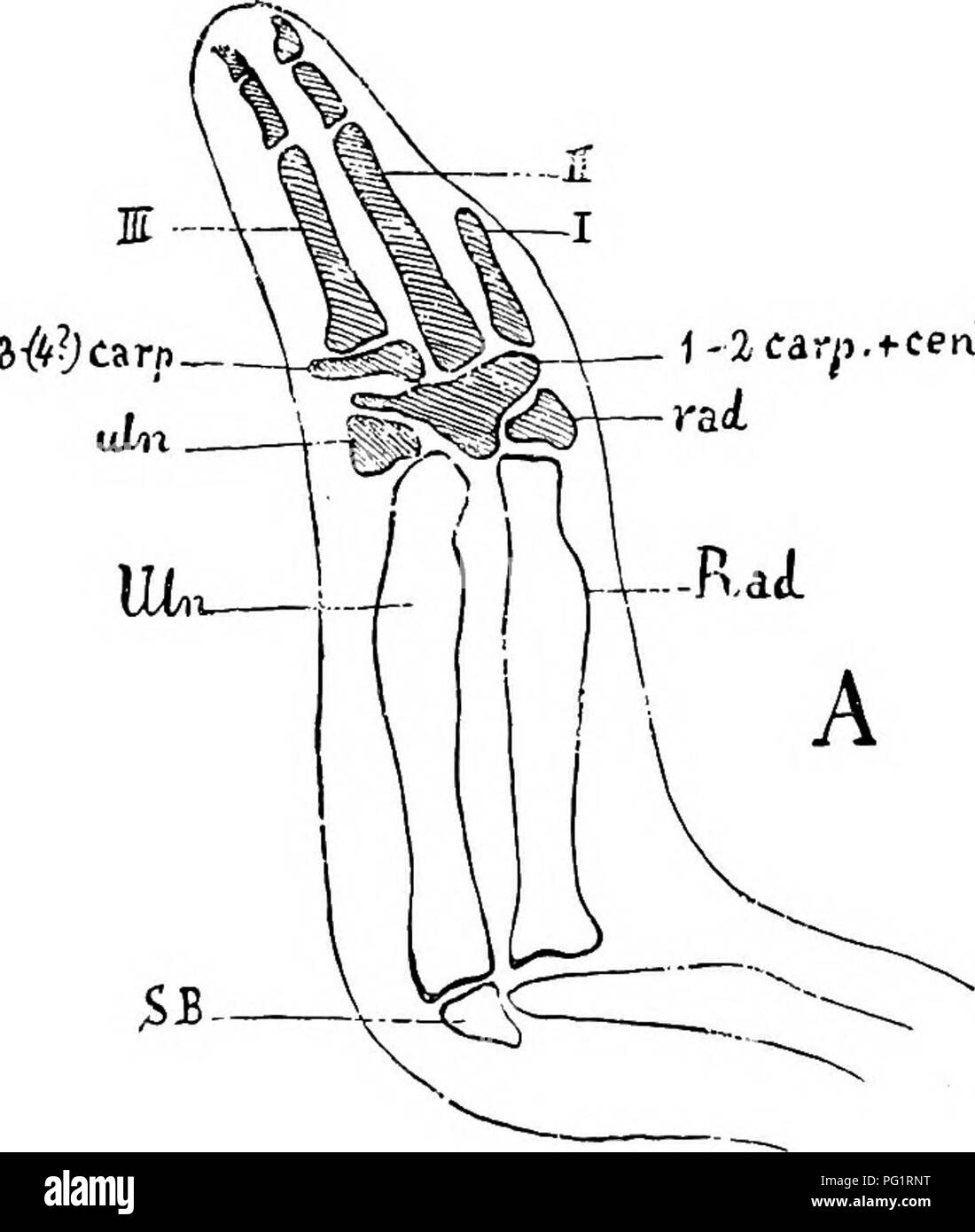 Lizard Skeleton Diagram