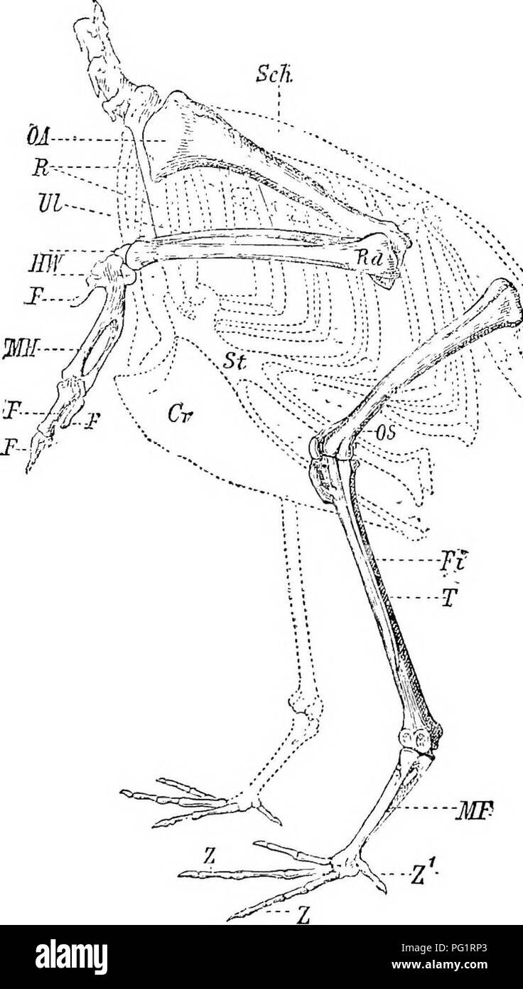 This work provides a comparative analysis of vertebrate limb anatomy ...